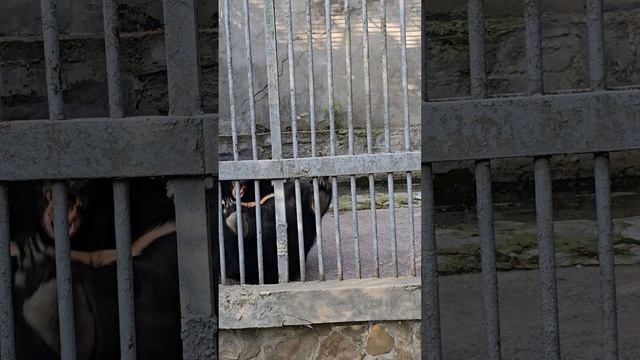 Медведица Урсула