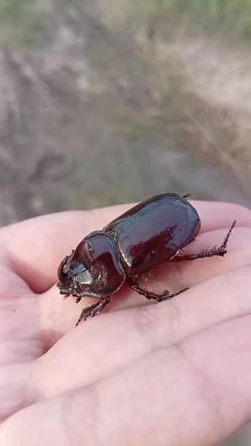 Нашел жука-носорога