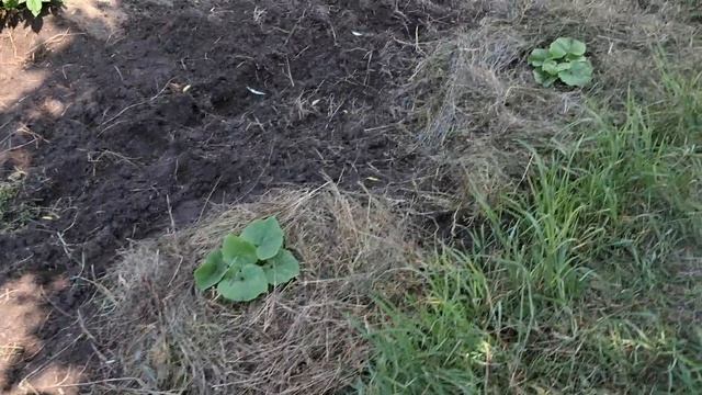 Угли под тыкву!