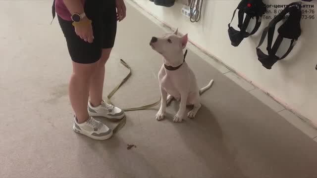 Американский стаффордширский терьер Зевс. Фрагмент индивидуального занятия по дрессировке. Тольятти.