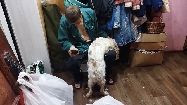 Стрижкка шерстяного друга Зевса машинкой