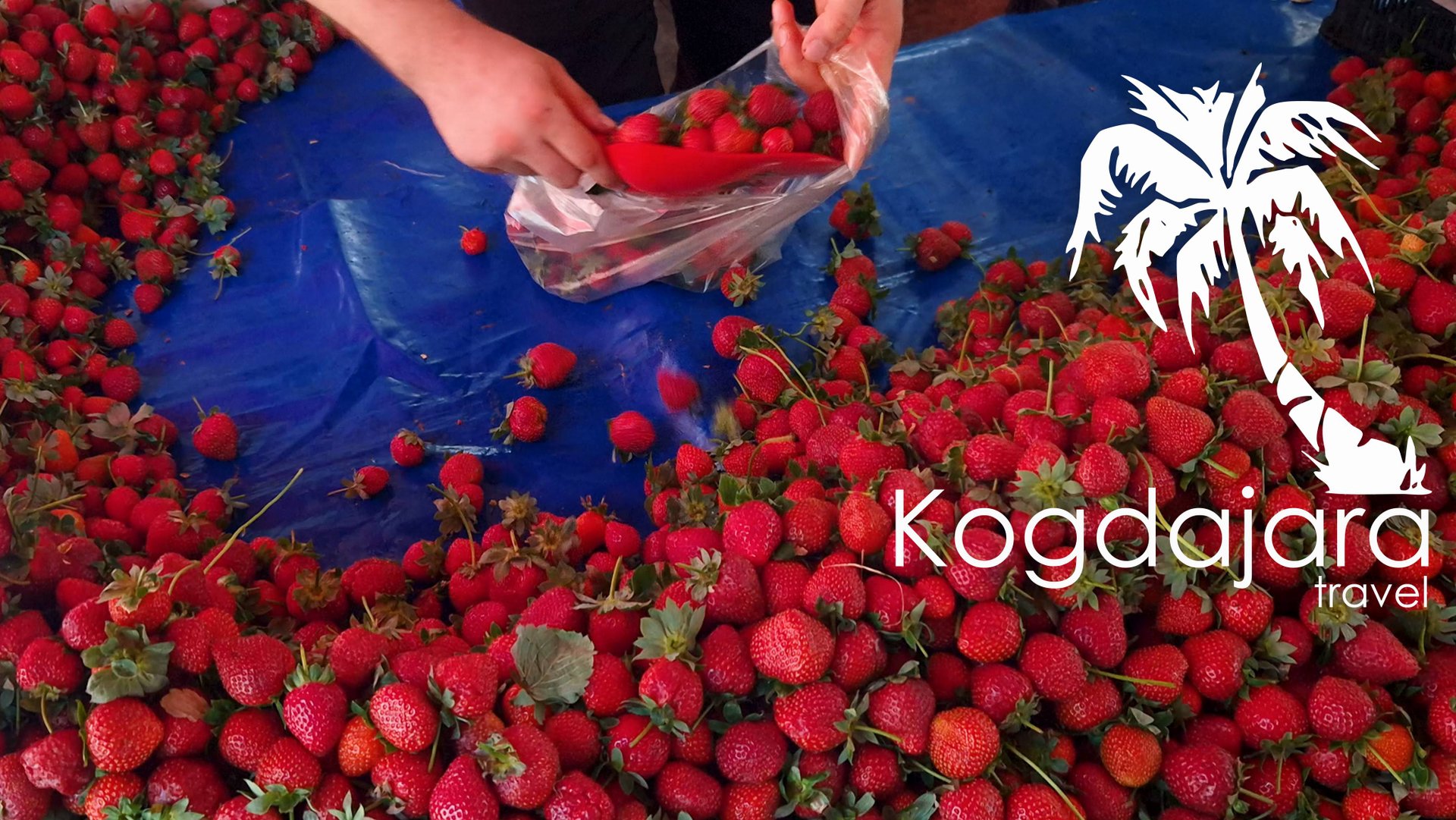 Рынок в Алании 🌍 Турция Алания отдых 2025 🏝️ Рыбный рынок в Алании по вторникам - цены 2025