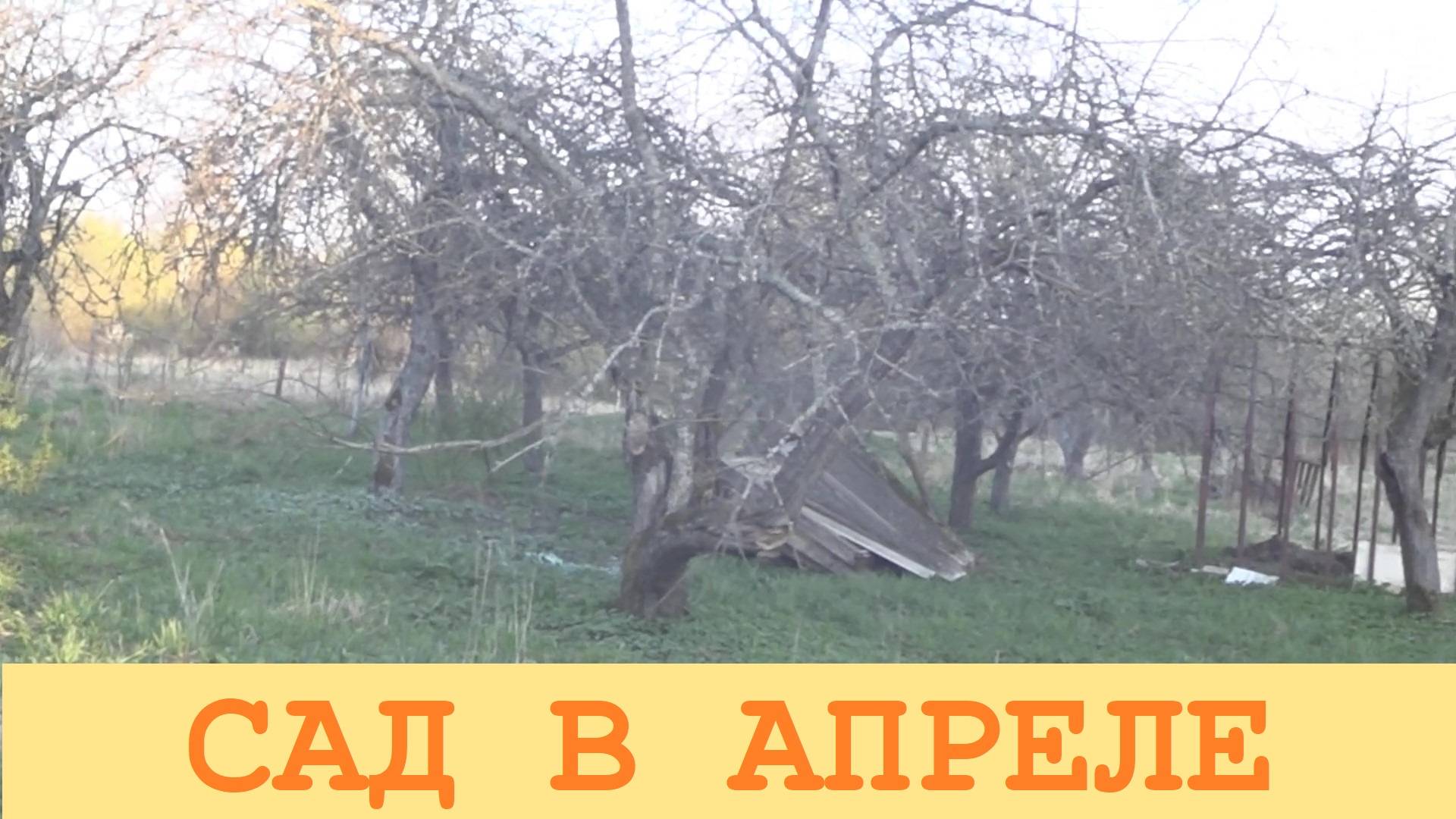 2025 АПРЕЛЬ. Обзор сада в конце Апреля