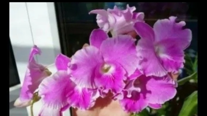 П-16.Ч-4. Дендробиум Ledi Pink, первое знакомство через 5 дней после получения и посадки без корней