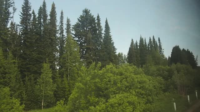 Тайга - Томск (Сибирь), вид из окна поезда.