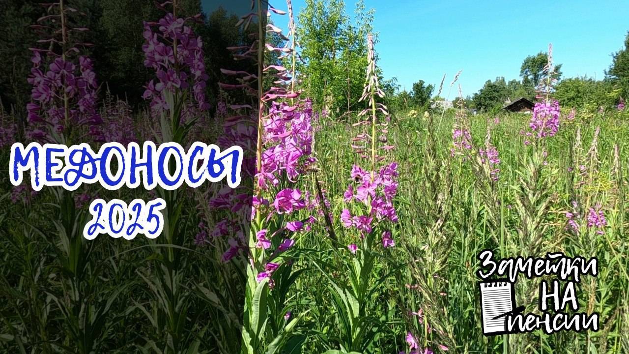 Медоносы 2025 #пасека #пчелы #медоносы #деревня