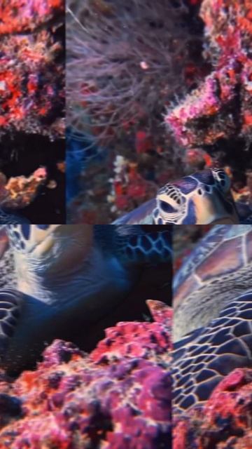 Сказачно красивое видео с черепахой.