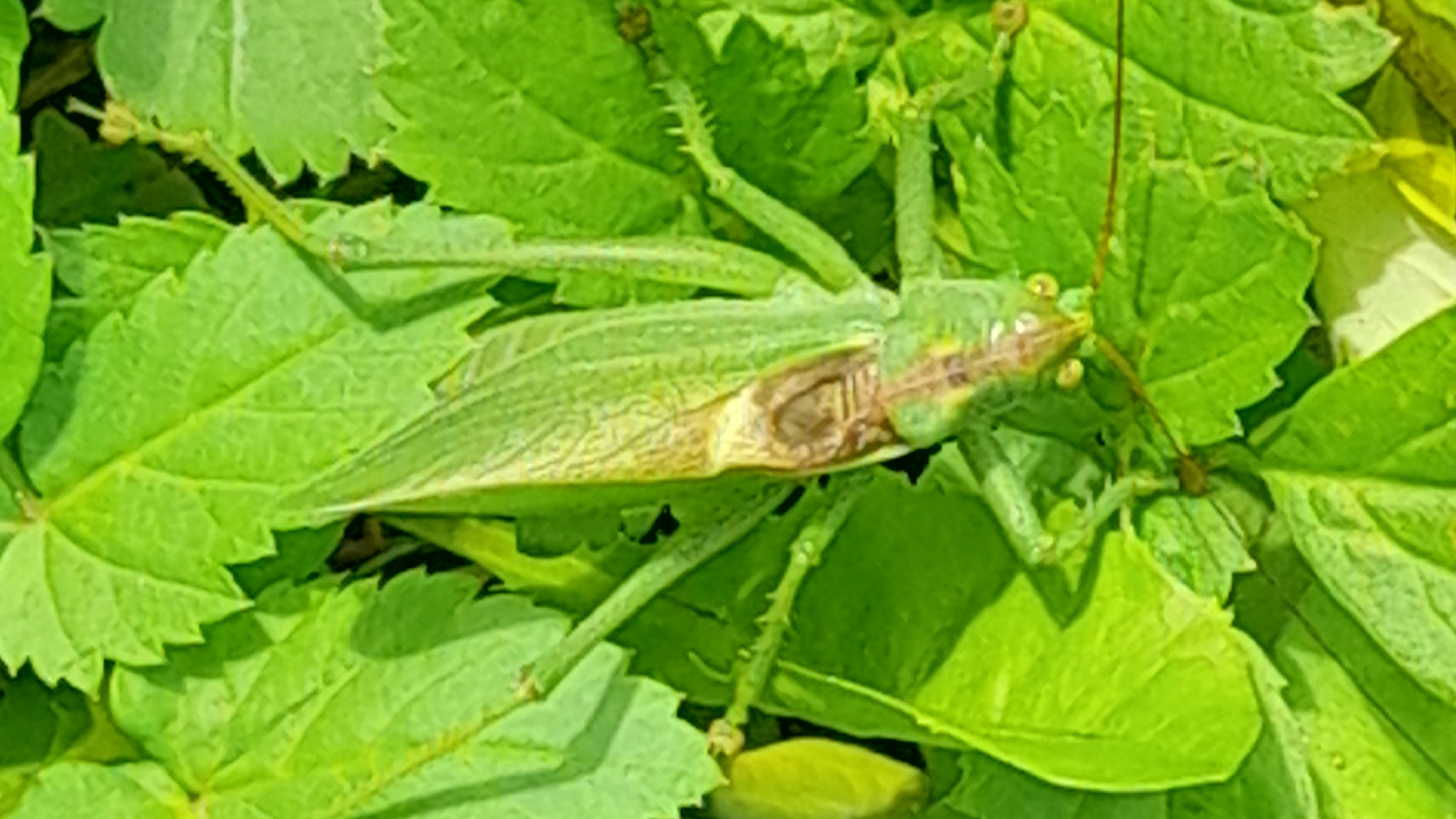 20250713_141756_001 Кто это? Прыгнул мне на руку. Отправили его в траву