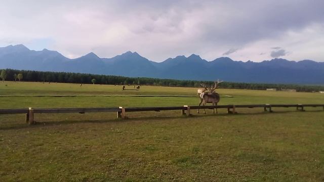 Саянский марал в Аршане