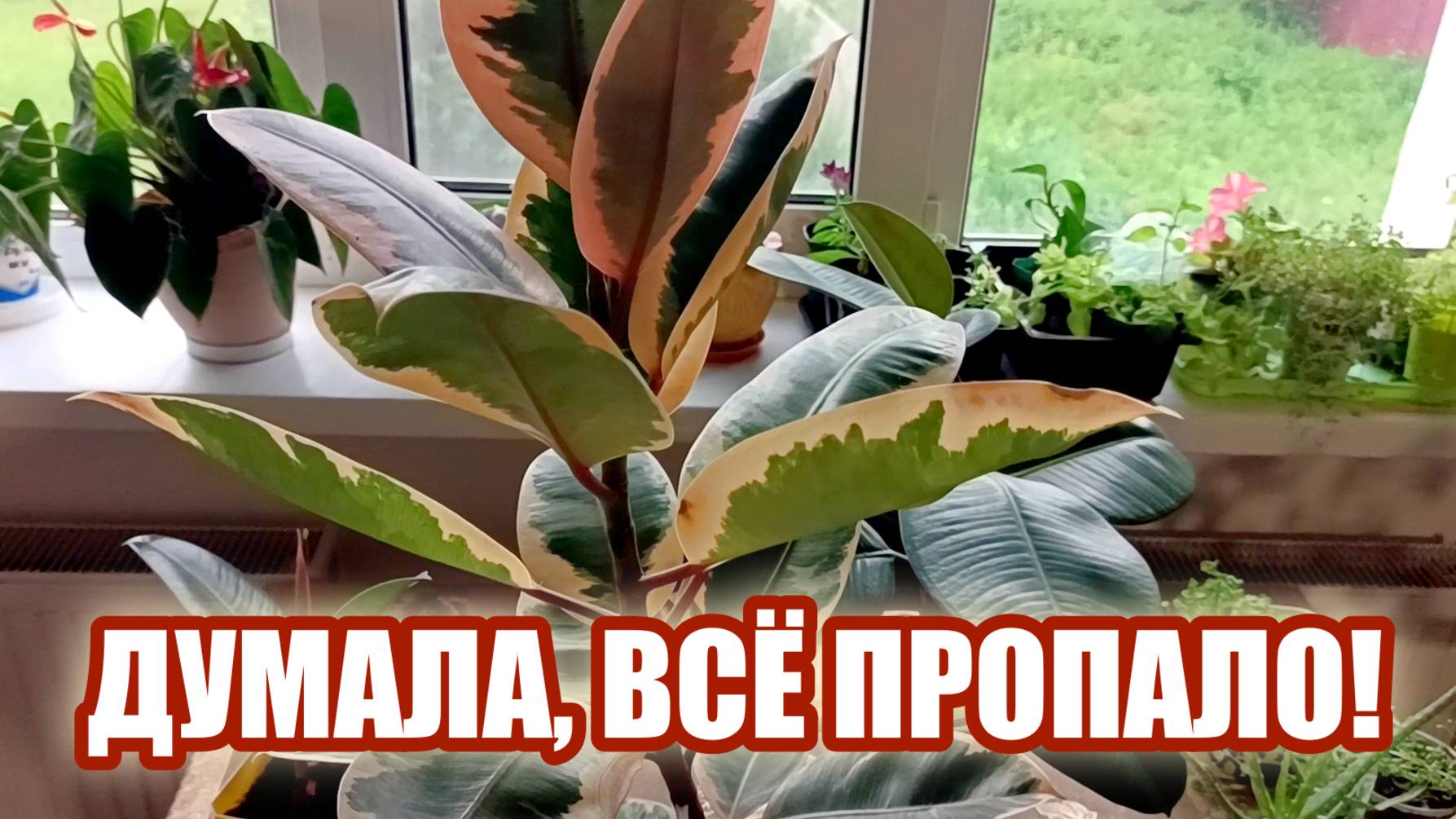 Спасаю фикус от потемневших листьев - черенкование и правильный уход