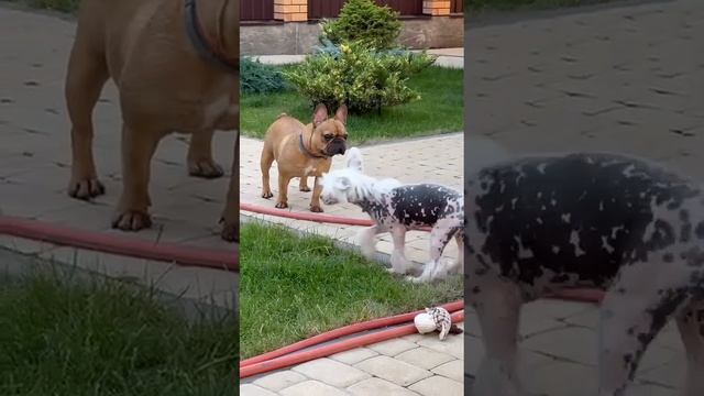 Девочки знакомятся с другой собакой