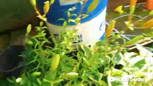 Астильба и гортензия