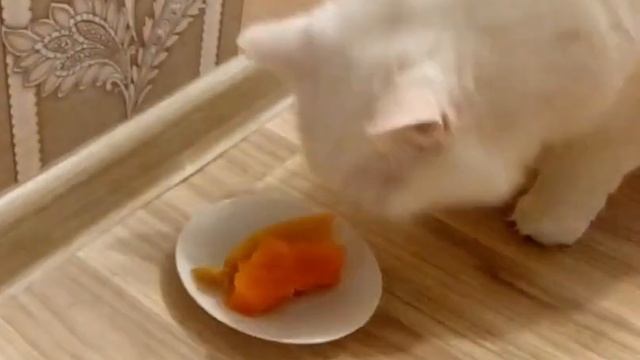 Барсик любит тыкву!