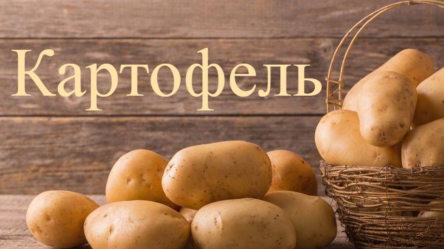 Чем полезен  и вреден картофель!