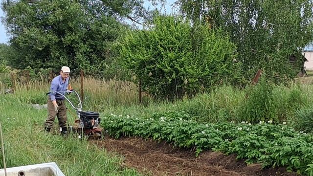 Фацелия: заделка и сново посадка