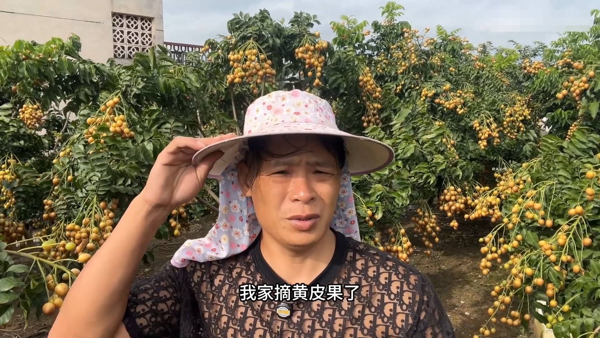 Сяо Хэ из Цяотоу - Желтая слива (хуанпи) дорожает каждый день, местная цена отличается от оптовой