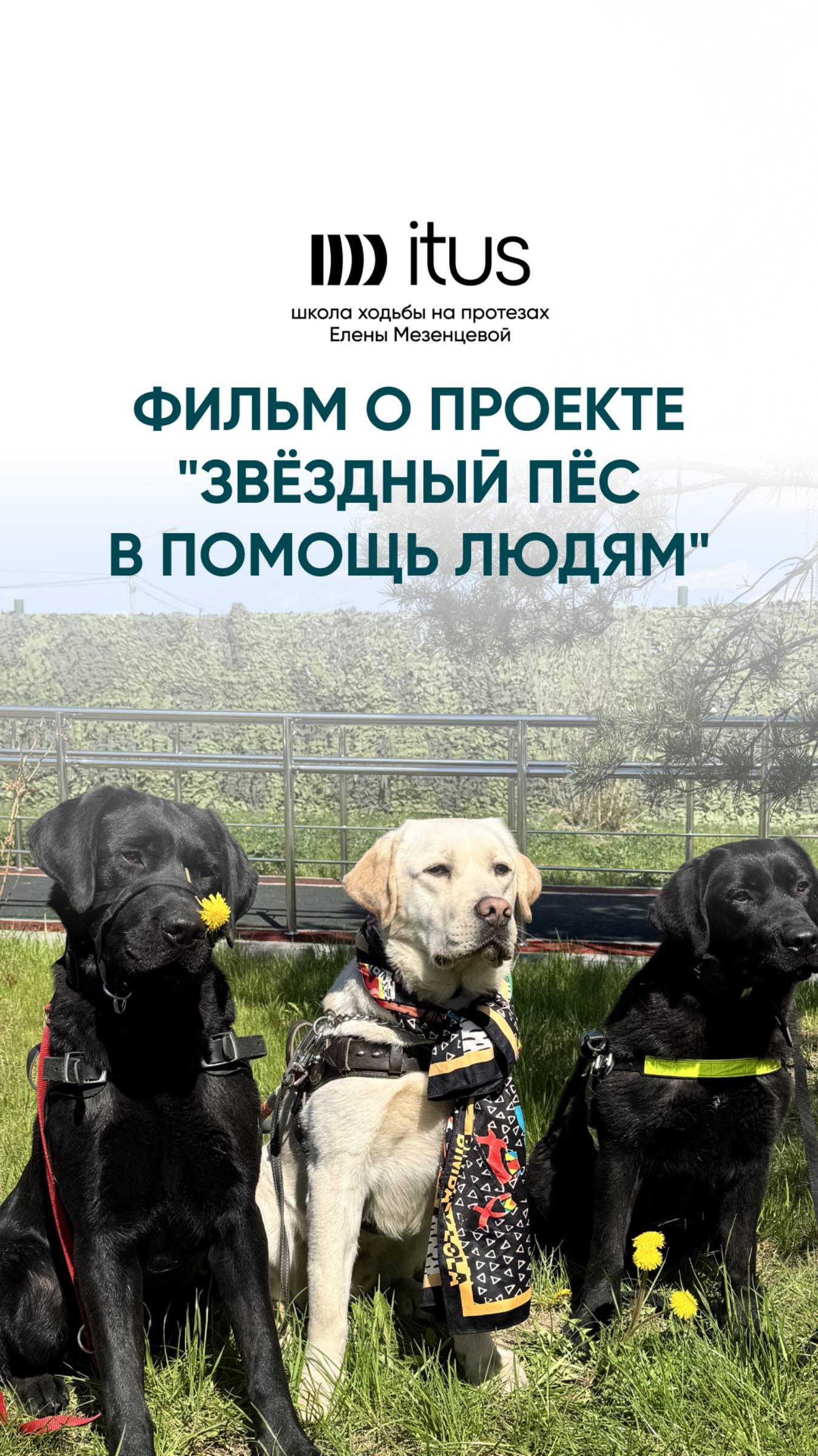 Фильм о проекте "Звездный пес в помощь людям"