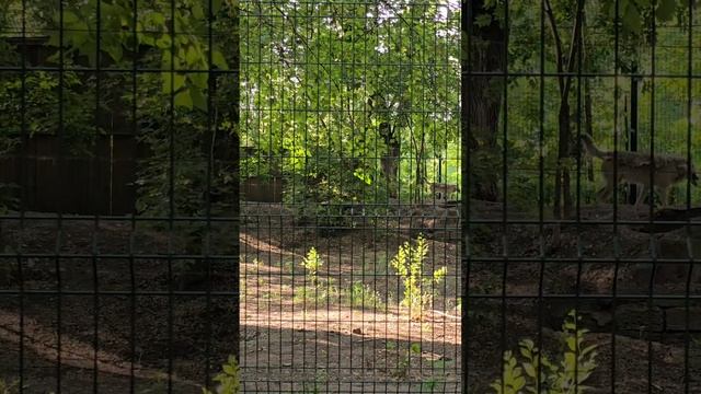 Наперегонки с волками