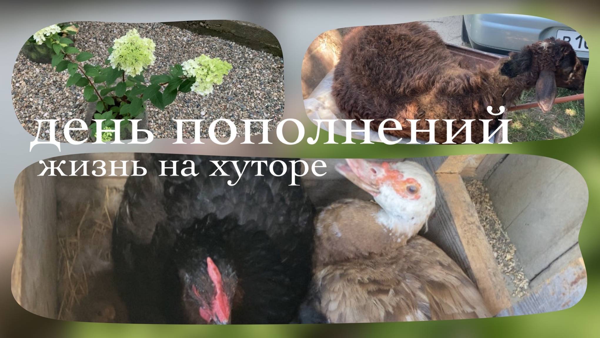 Жизнь в Адыгее/ Двойное пополнение/ Новый Сникерс/ Бедная уточка/ Мы так решили/ 10.07.2025/