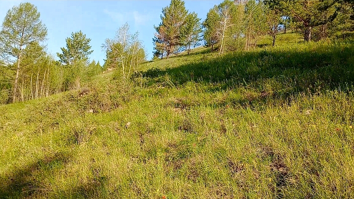 Запрет сняли на посещение леса/ поехал на разведку.