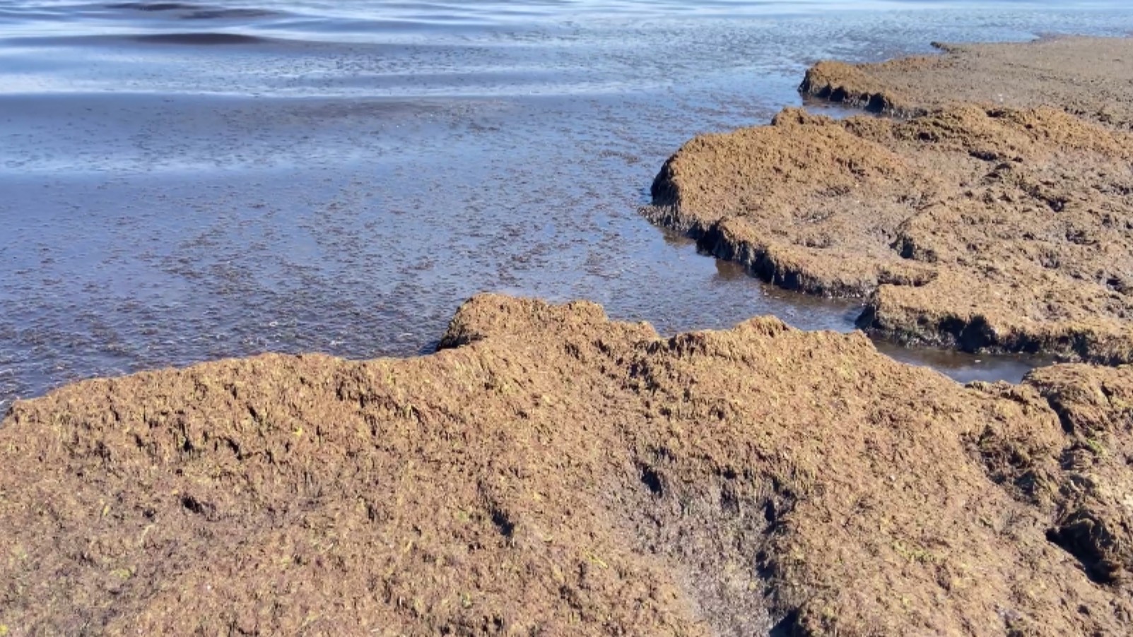 Загрязненный пляж Балтийского моря: тина накрыла большую часть пляжа #сезонконтентаRUTUBE