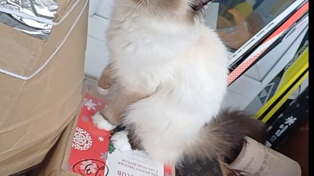 Анжелина играет с коробками Часть 2