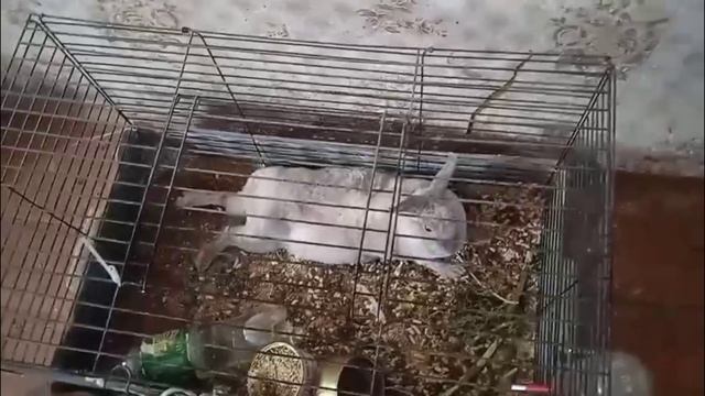 Спасаем кроликов от жары