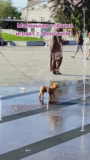 Маленькая, забавная собачка играет с фонтаном!