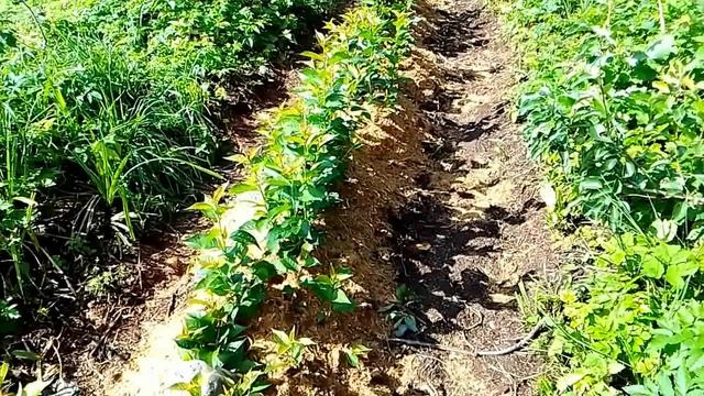 Уникальный подвой для вишни и черешни логри 61 12 (лошадинная грива.)