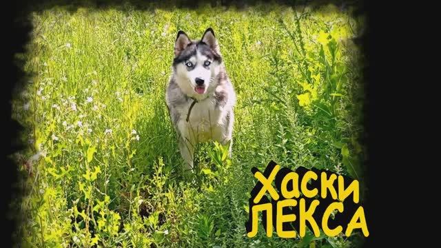 ХАСКИ ЛЕКСА