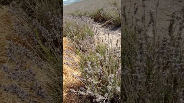 Крымская Лаванда. Уже начали косить, успела в последний вагон.