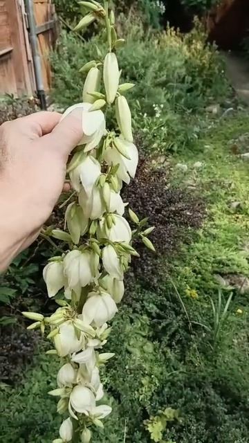 Цветёт Юкка. Кто не знает