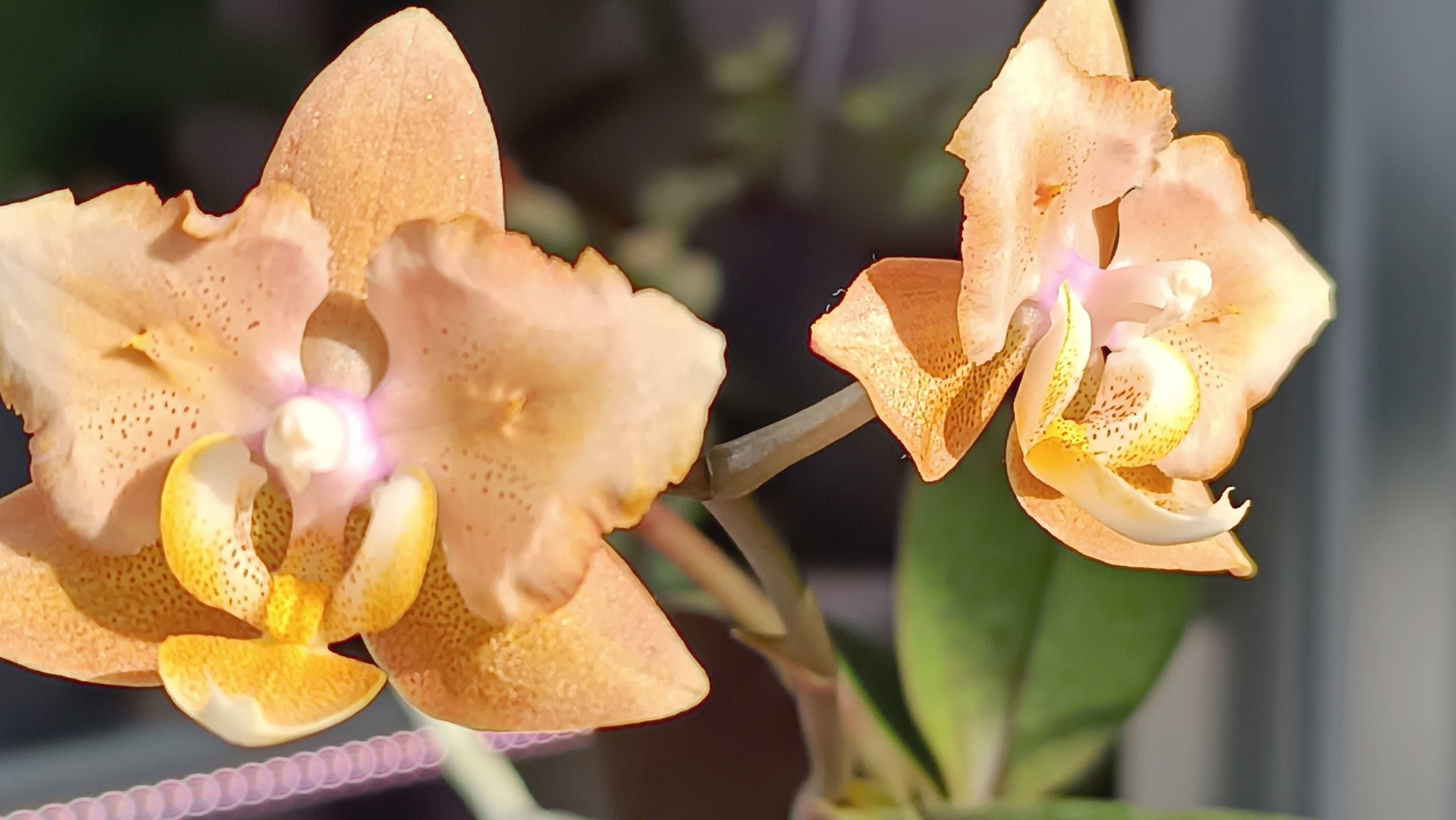 ОРХИДЕЙНЫЕ будни: цветение и многое другое