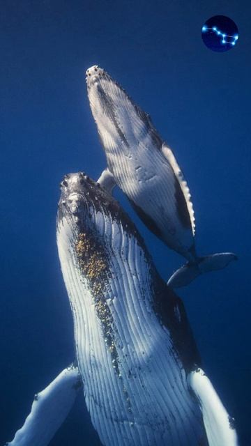 А вы знаете что синие киты...