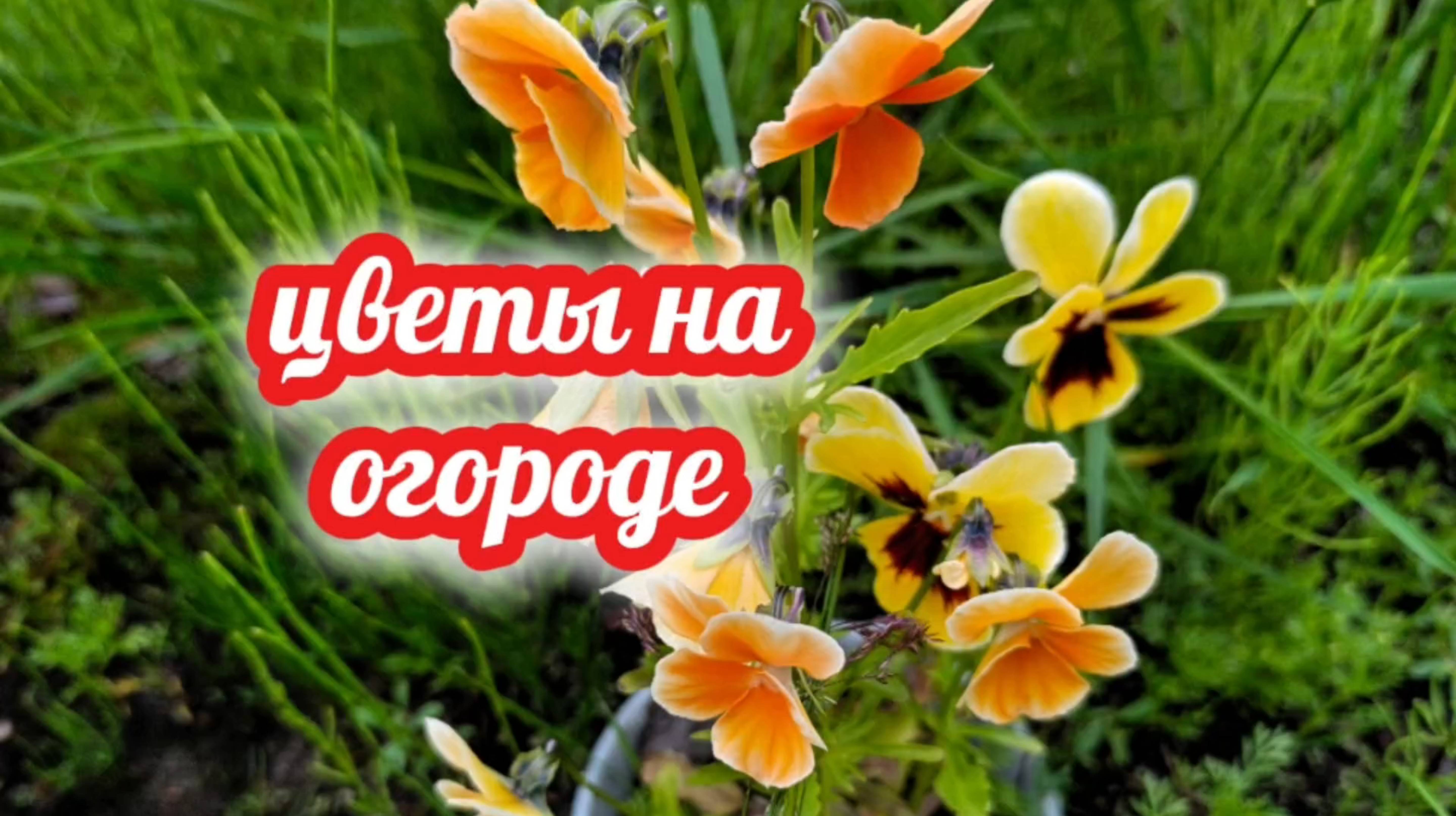 Цветы на огороде.