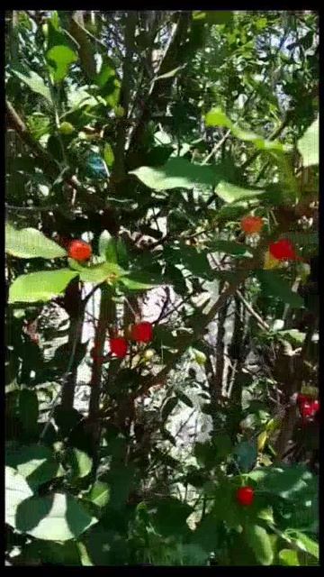 ☀ Пробуждение природы после дождя! 🤪