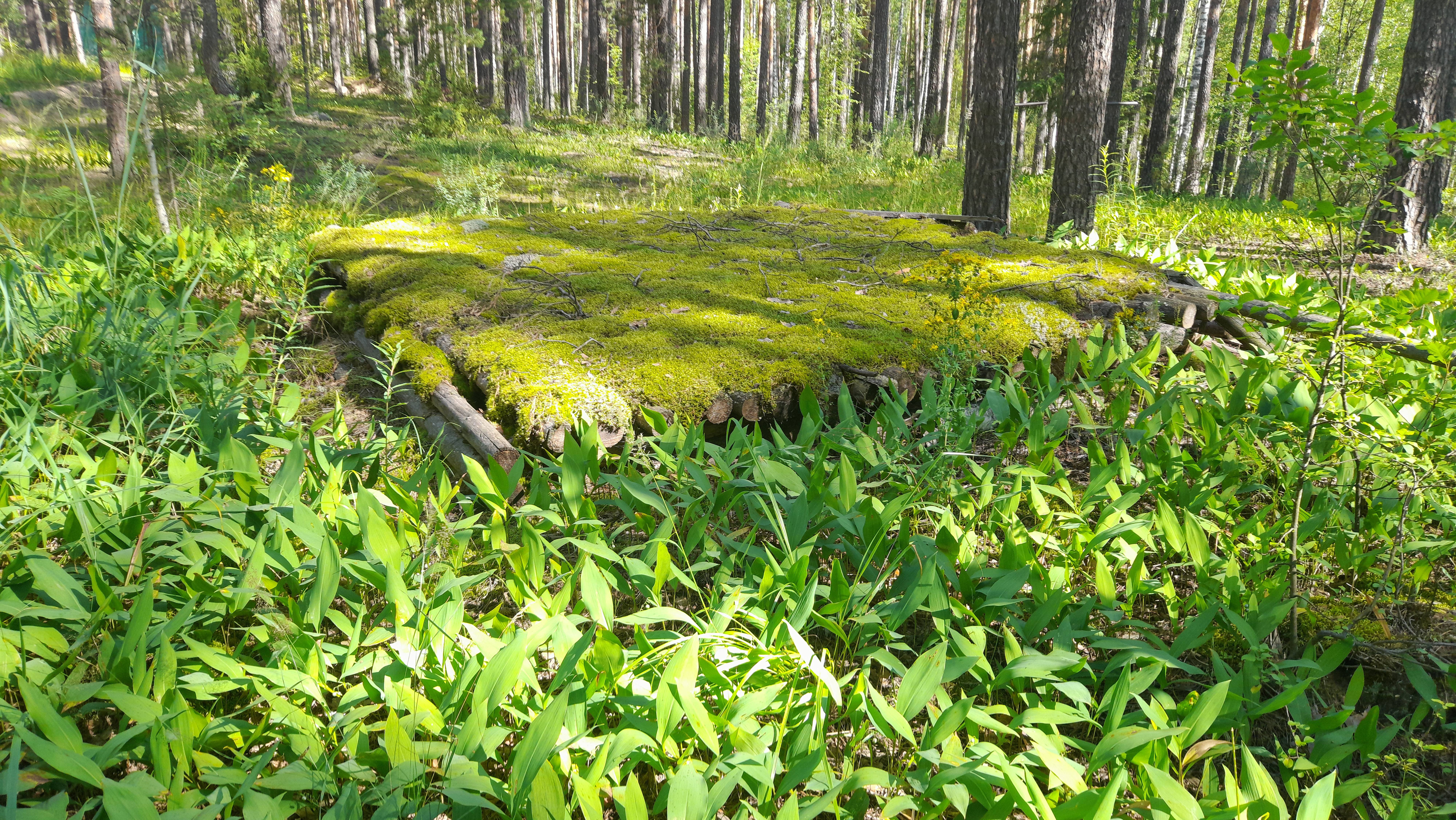 Лесной поиск с МД и немного лисичек в придачу.
