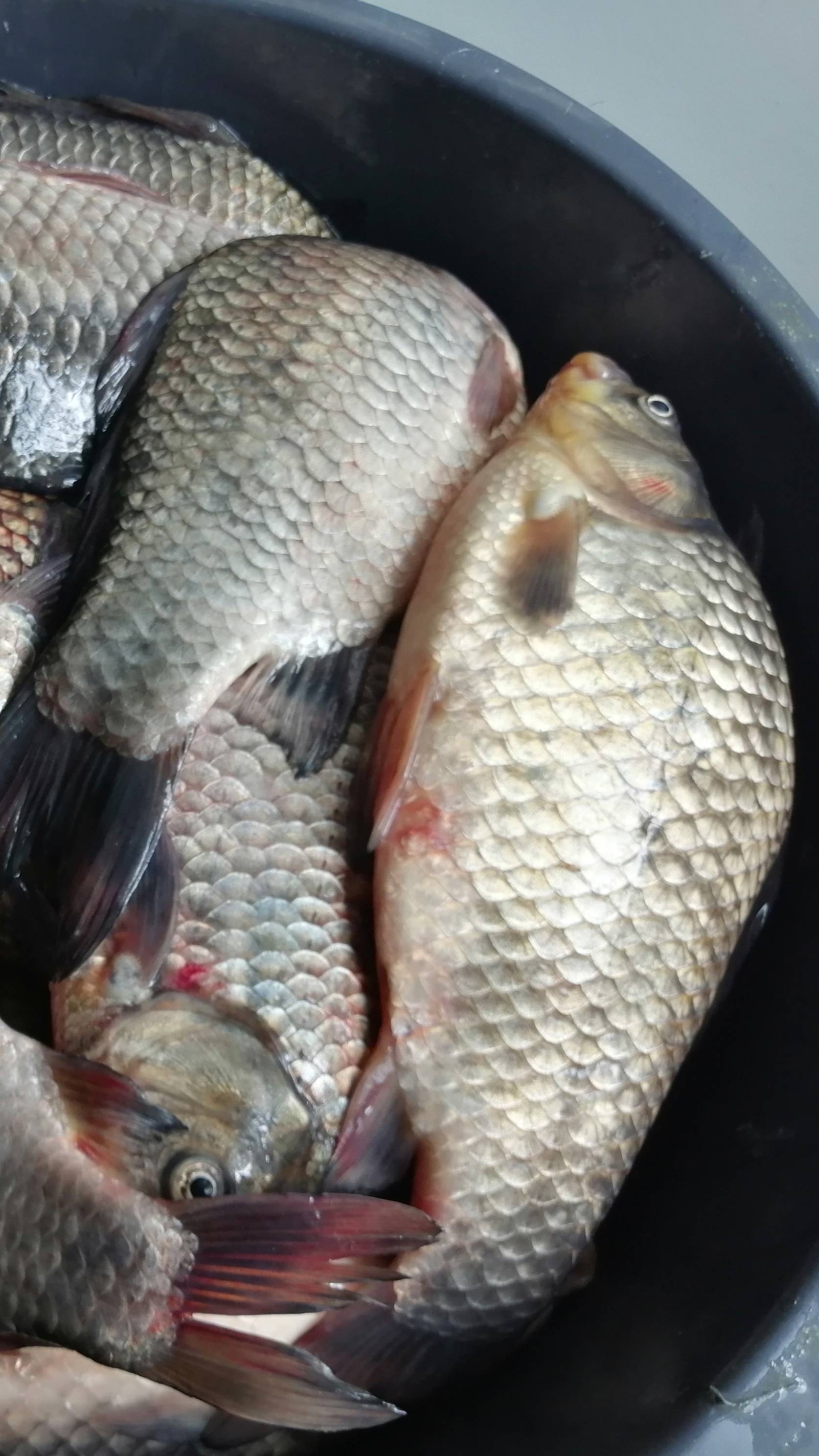 Шевелись плотва.