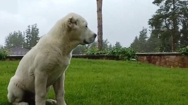 Красавчик Джай. ПРЕЗЕНТАЦИЯ