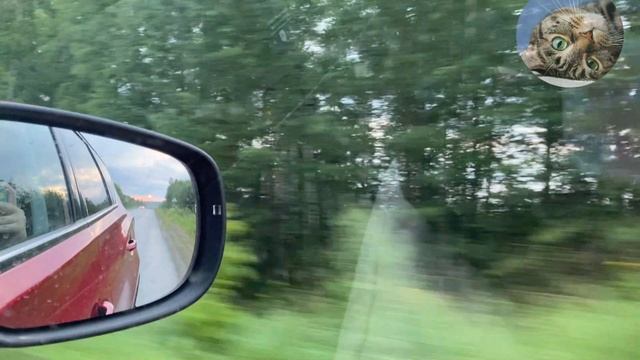 Уехали на огород с котом Андреем!