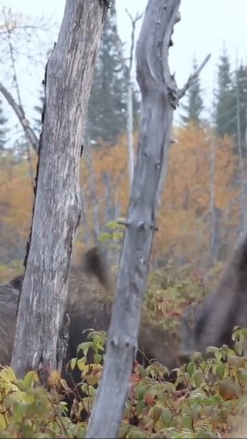 Битва Великанов...