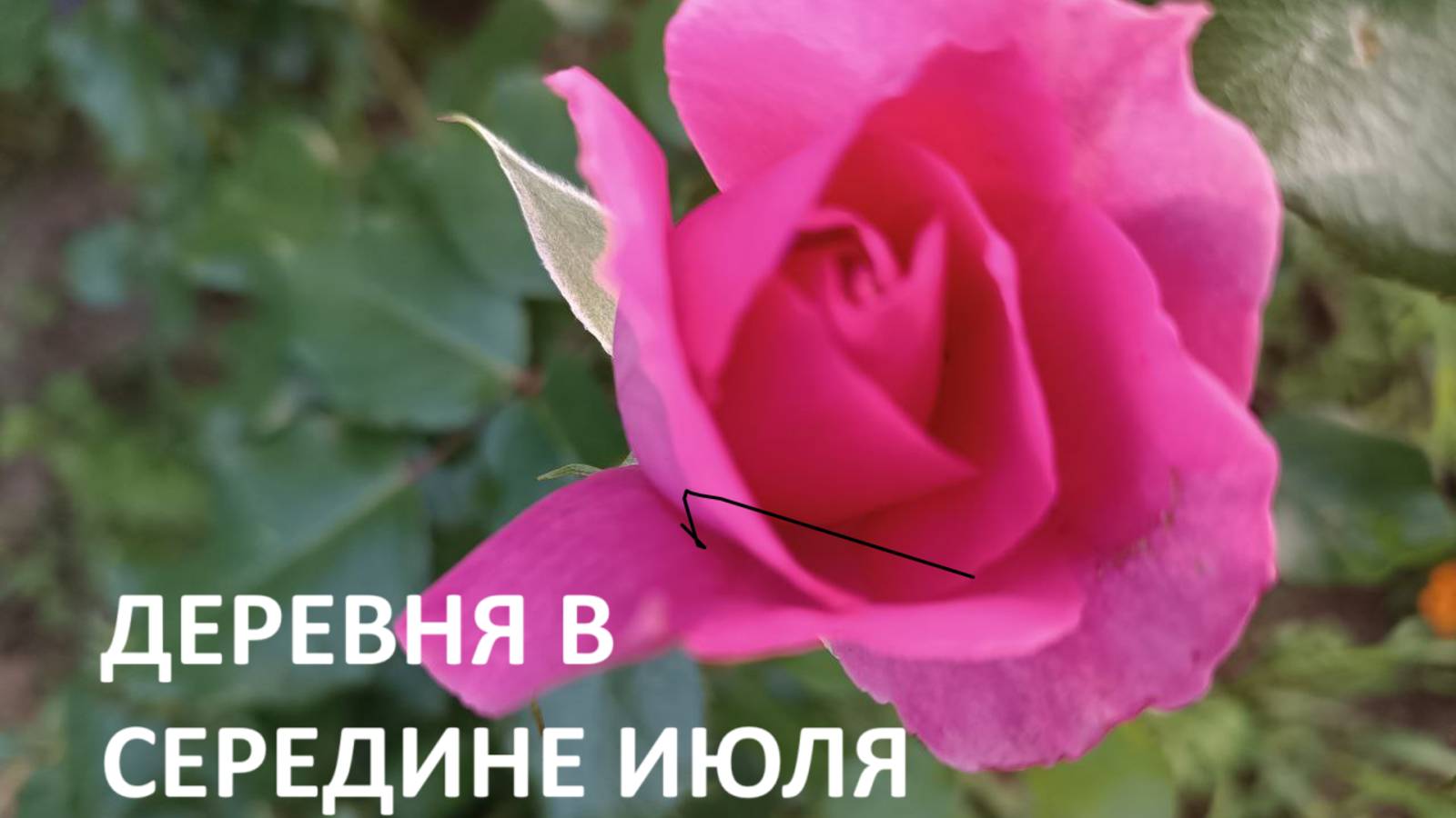 Деревня в середине июля//мои цветы//огород//про таволгу и речку//липовый мед.