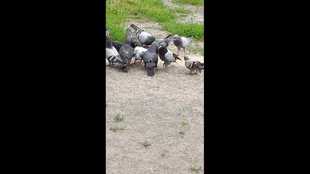 Прожорливые голуби, сколько ни давай всё мало