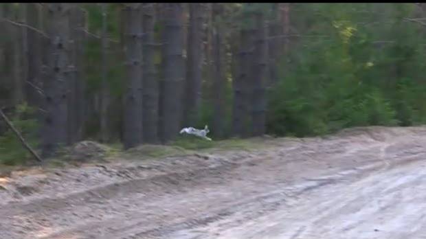 МУЗЫКА ВЕСЕННЕГО ГОНА. Русская гончая Лайма вл. Шатров В.А.   #собака #nature #hunting#naturelovers