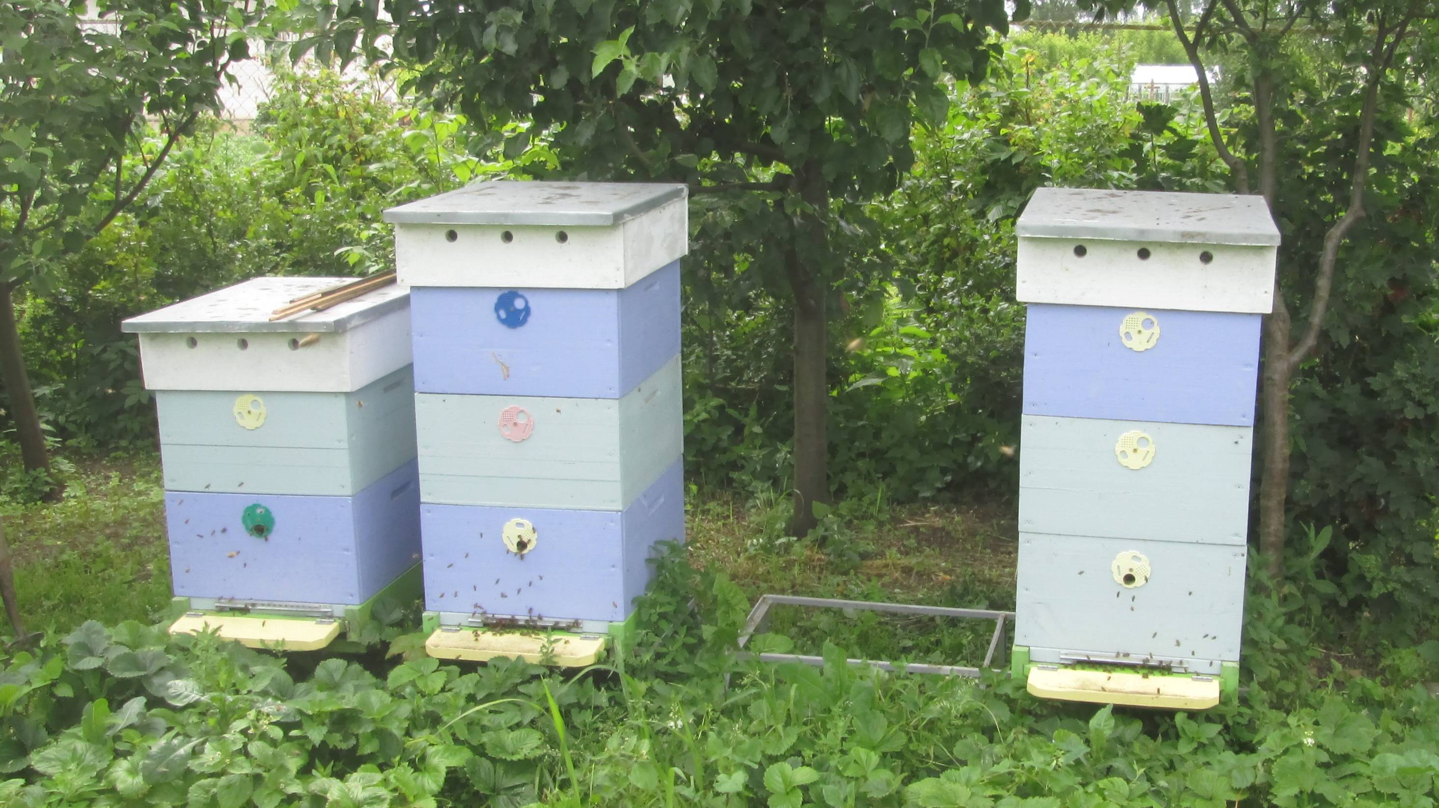 Работа с пчелами в июле