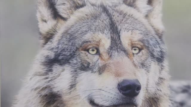 Эдуард | Рисование аэрографом