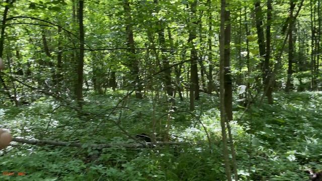 Копаем второй день, находки идут. Коп с Garrett Apex