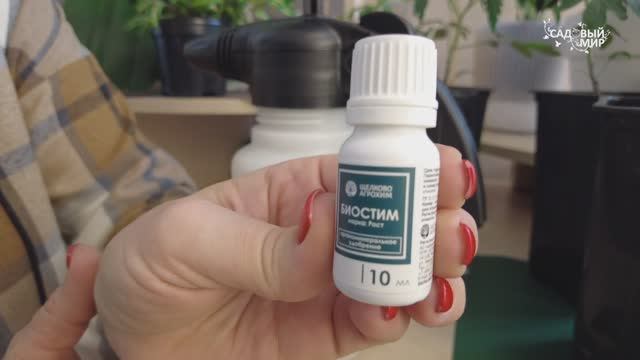 Укоренение рассады после пикеровки