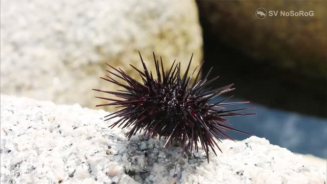 Какая часть Морских ежей — класс Echinoidea Schumacher, 1817 наиболее полезна для человека ?