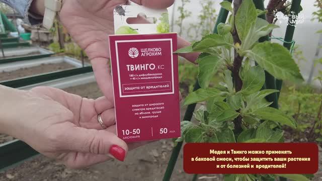 Защита винограда от опасных насекомых-вредителей